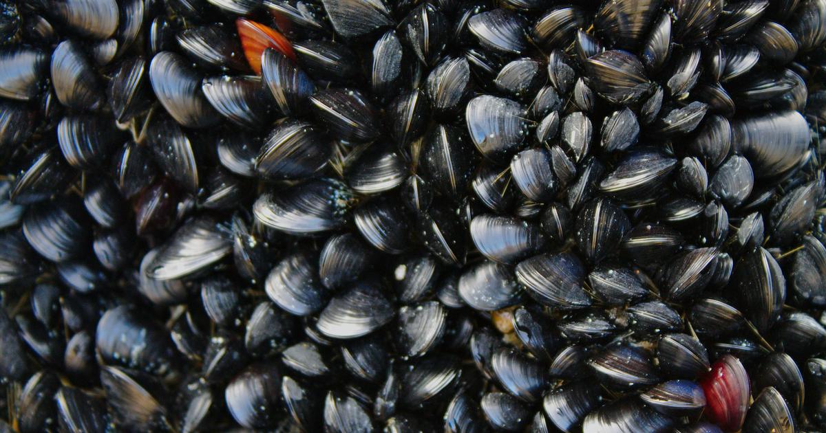 Novigradska dagnja pod zaštitom EU! Slavimo uz recept za dagnje na buzaru