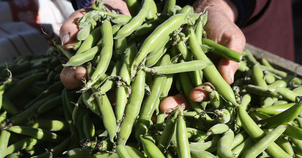 Teletina s pireom od boba